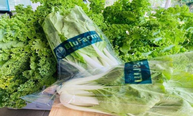 7 Strategi Pemasaran Sayur Hidroponik Agar Laris Manis